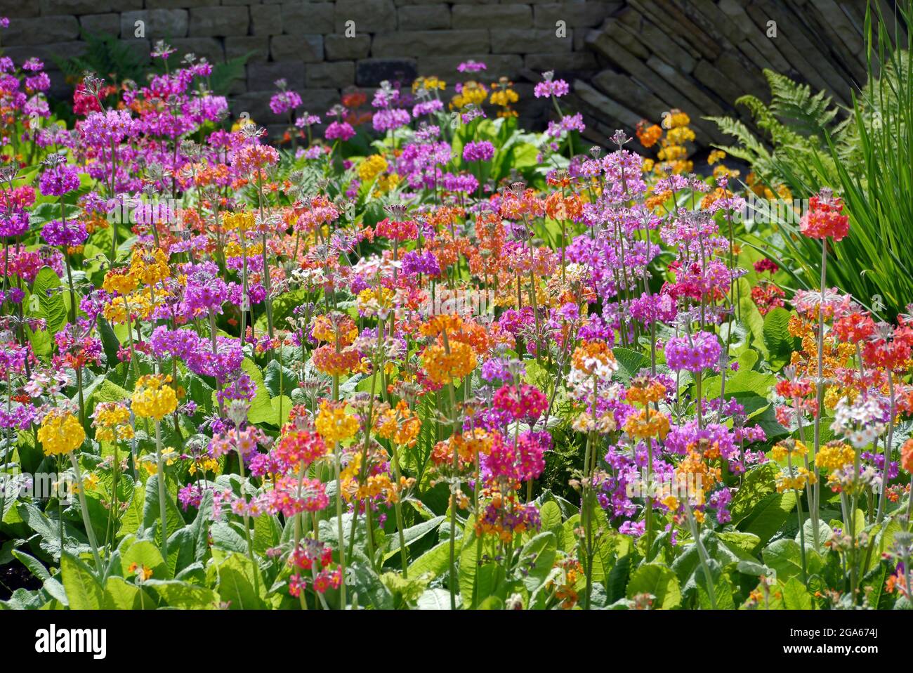 Multi-Coloured Candelabra Primula 'Harlow Car' Hybrid Flowers Grown in ...