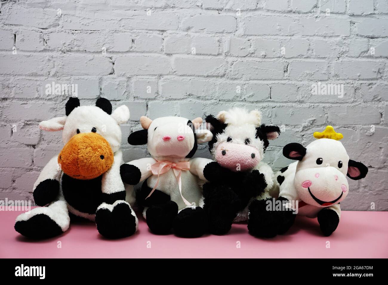 Collection Cute Funny cow doll with space copy on white brick and pink ...