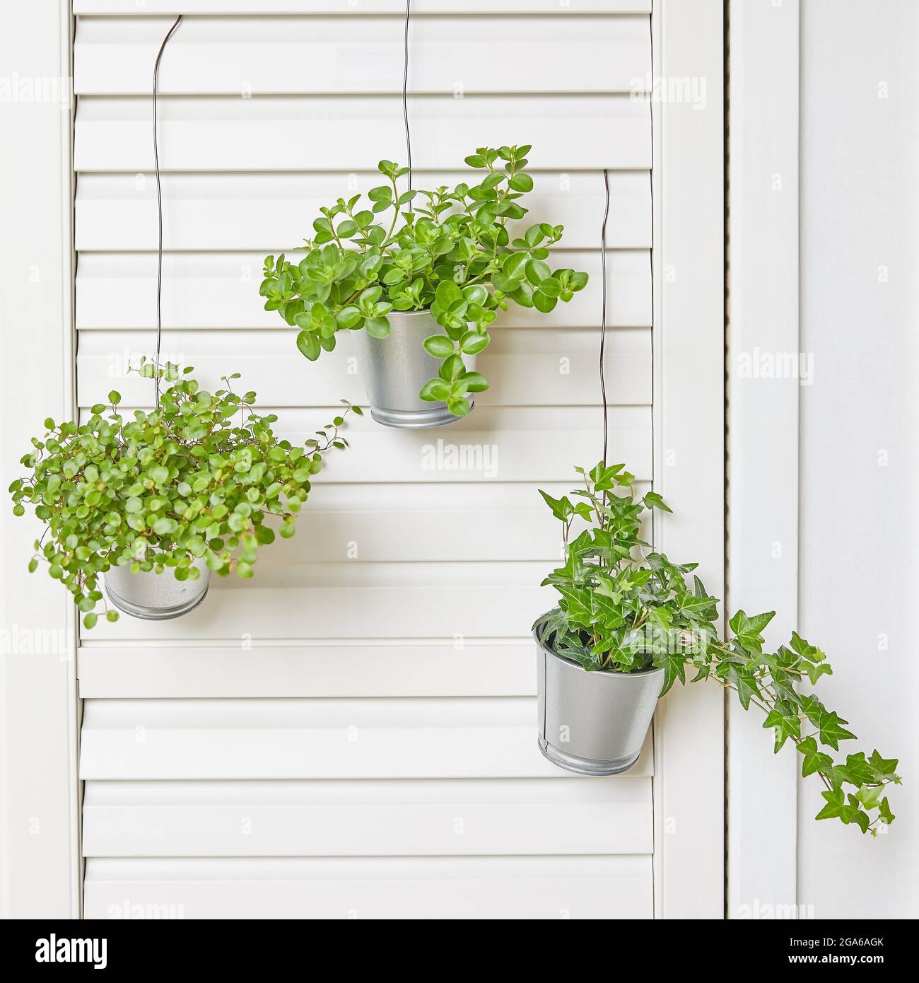 Green plants in three flower pots Stock Photo - Alamy