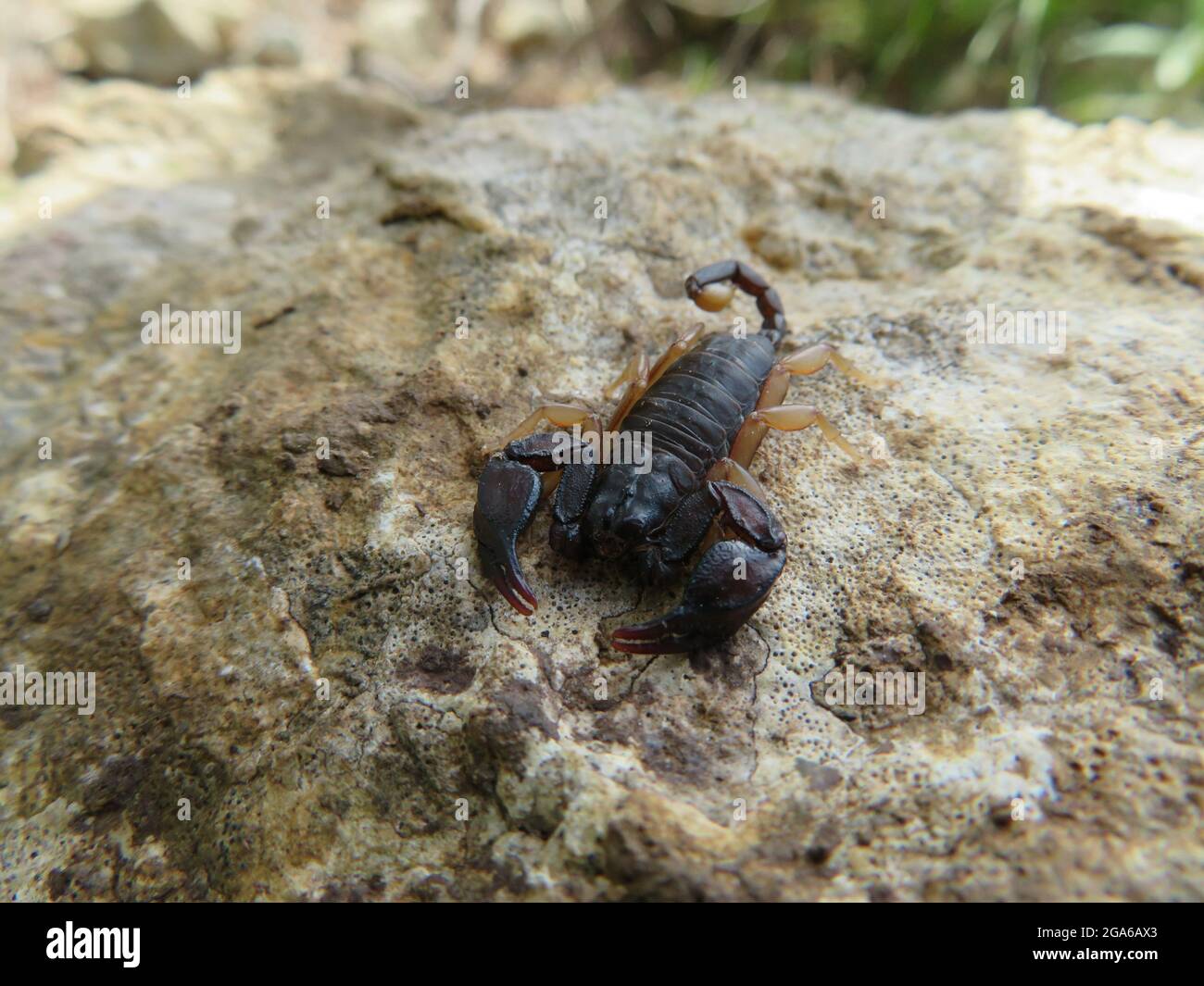 European black scorpion (Euscorpius flavicaudis) close-up Stock Photo ...