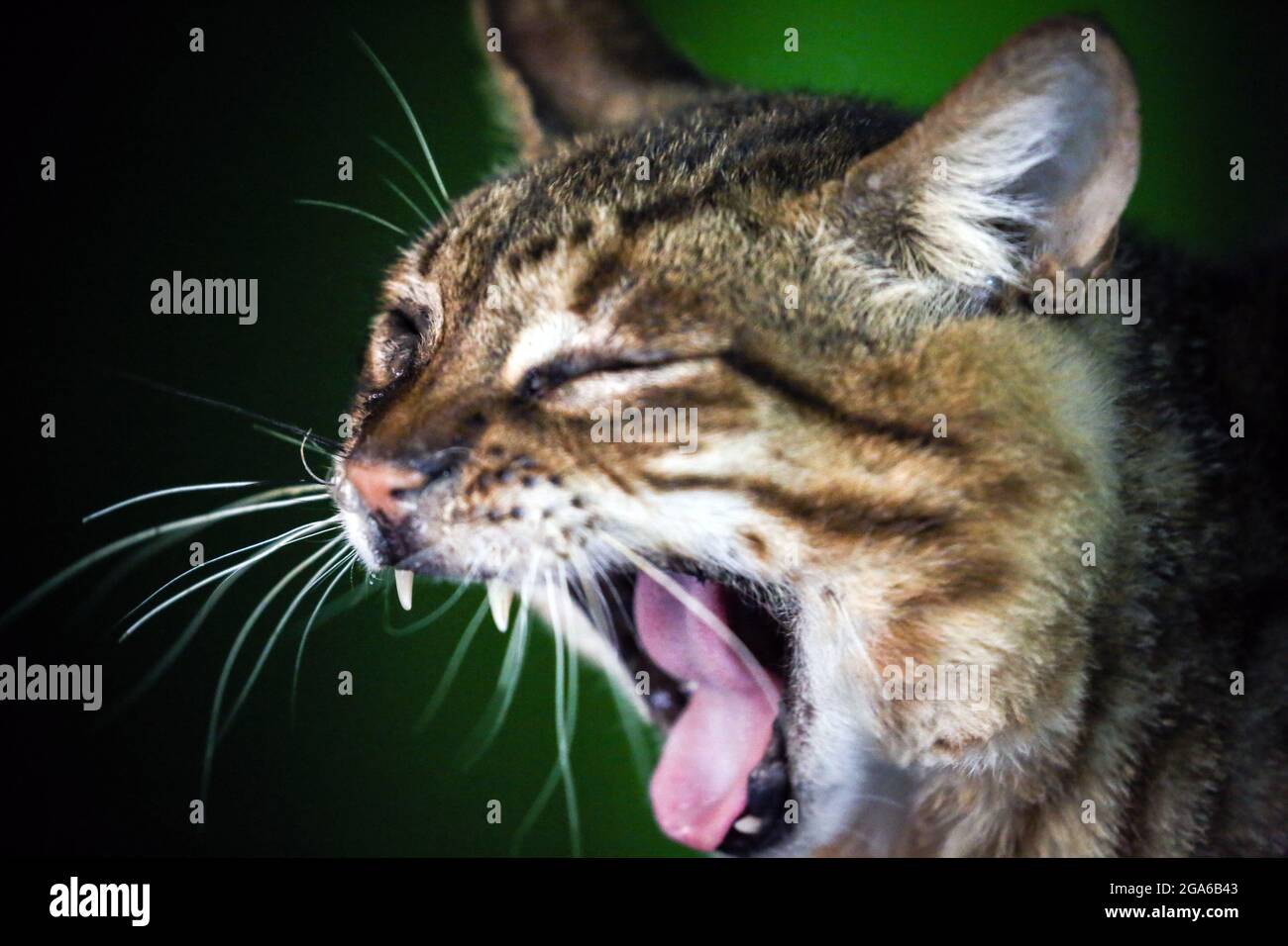 Kathmandu, Bagmati, Nepal. 29th July, 2021. A cat meows at a garden in ...