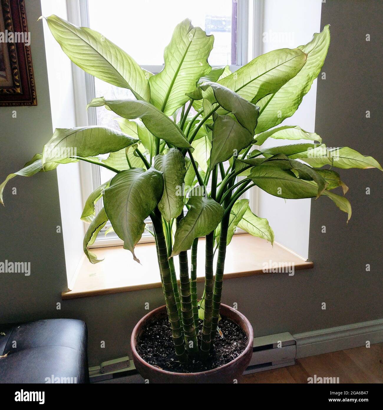 Green plant in a pot Stock Photo - Alamy