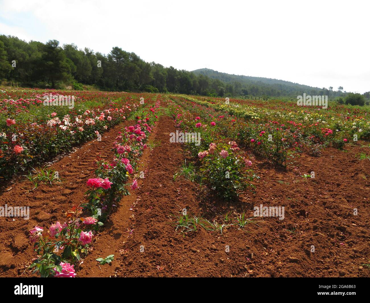 Valley oil rose plantation hi-res stock photography and images - Alamy