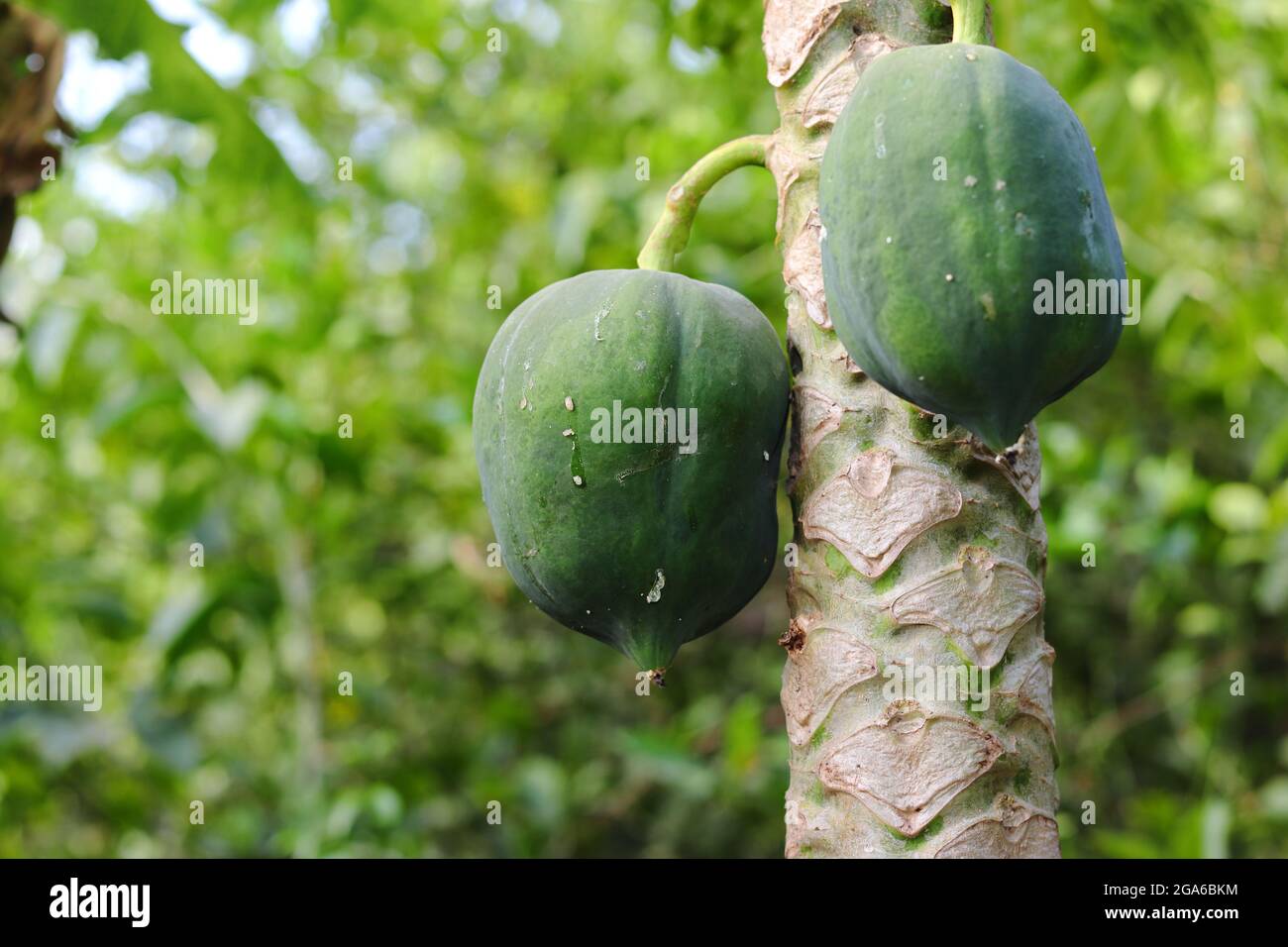 Unripe papaya hi-res stock photography and images - Alamy