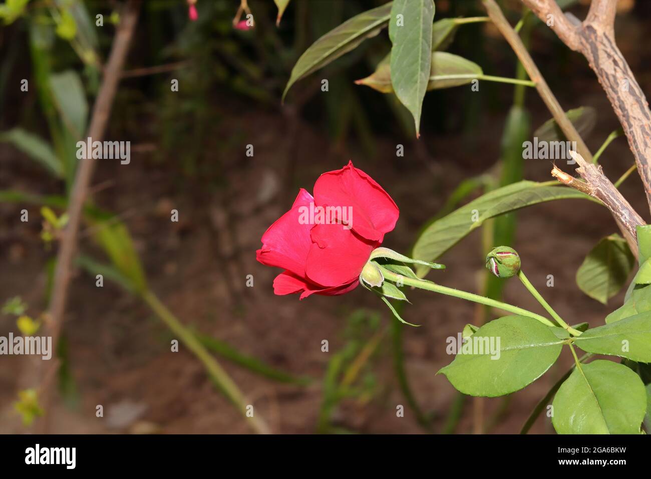 Close-up of red flower of rose blossoming on the plant in the garden ...