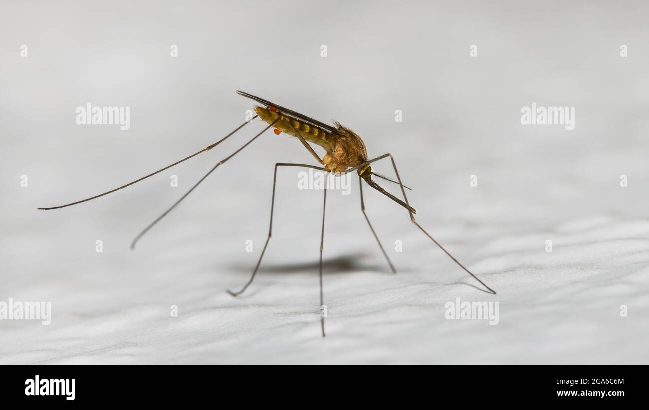 Close-up of common house mosquito profile on a white background ...
