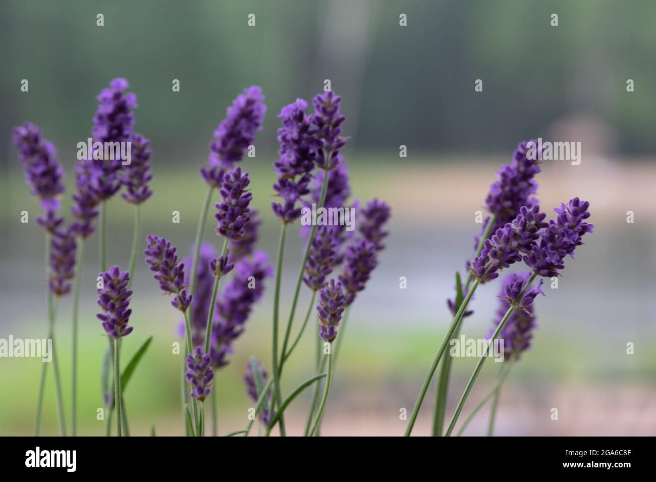 Lavender water flower hi-res stock photography and images - Alamy