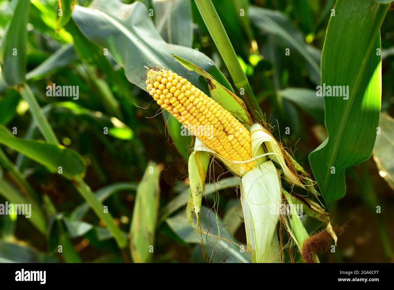 Yellow corn on a background of green bushes in the field. Farming ...