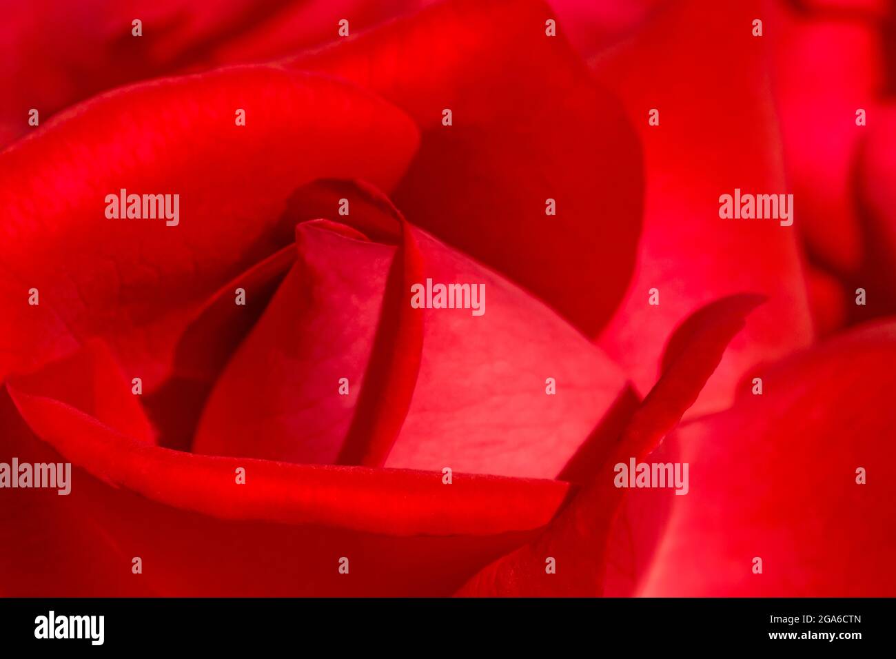 Beautiful red rose flower hi-res stock photography and images - Alamy