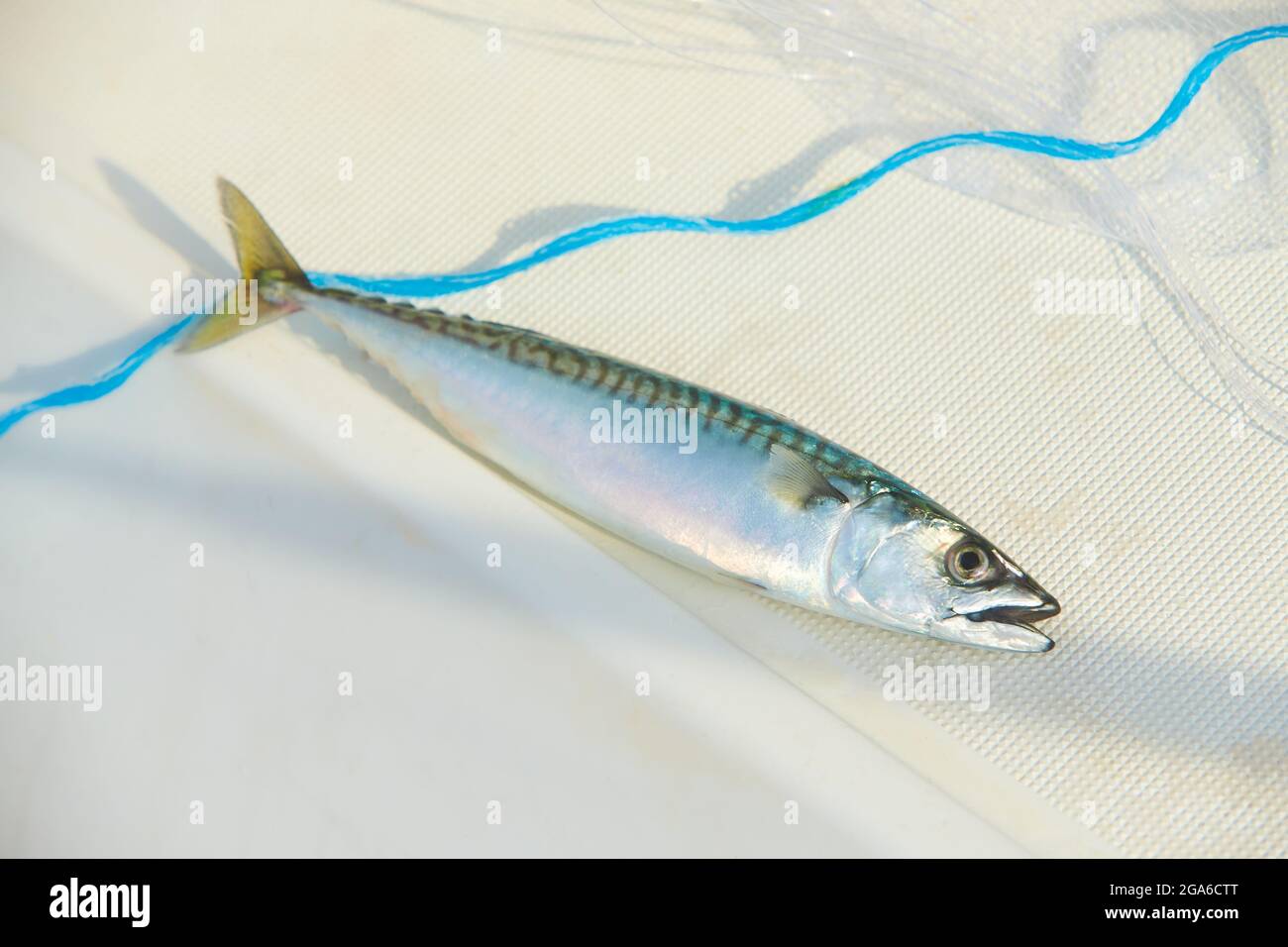 Mackerel net hi-res stock photography and images - Alamy