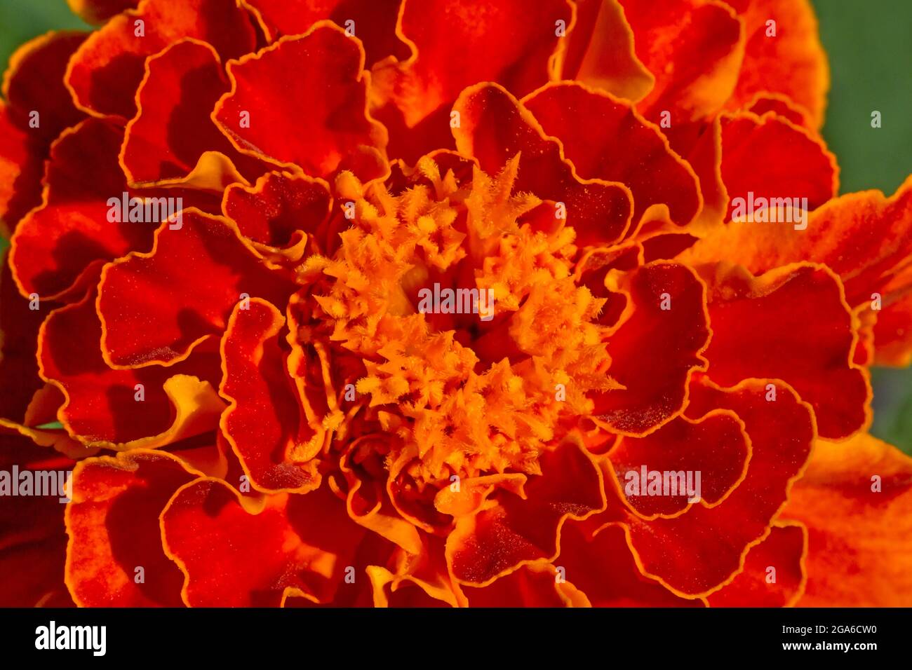 Most beautiful marigold flower hi-res stock photography and images - Alamy