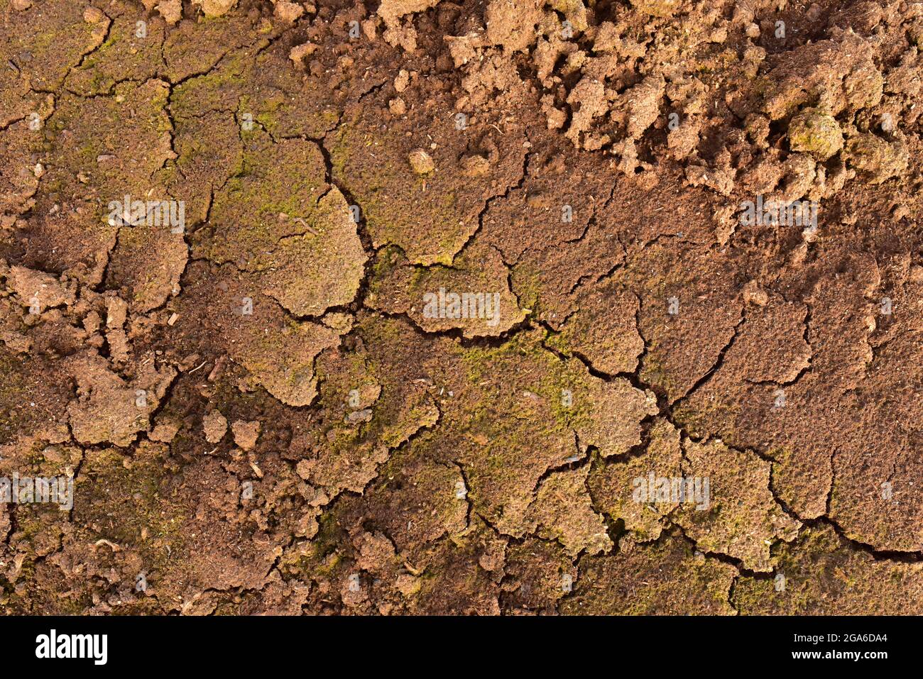 Drainage of swamp for peat extraction. Dry lake in the process of ...