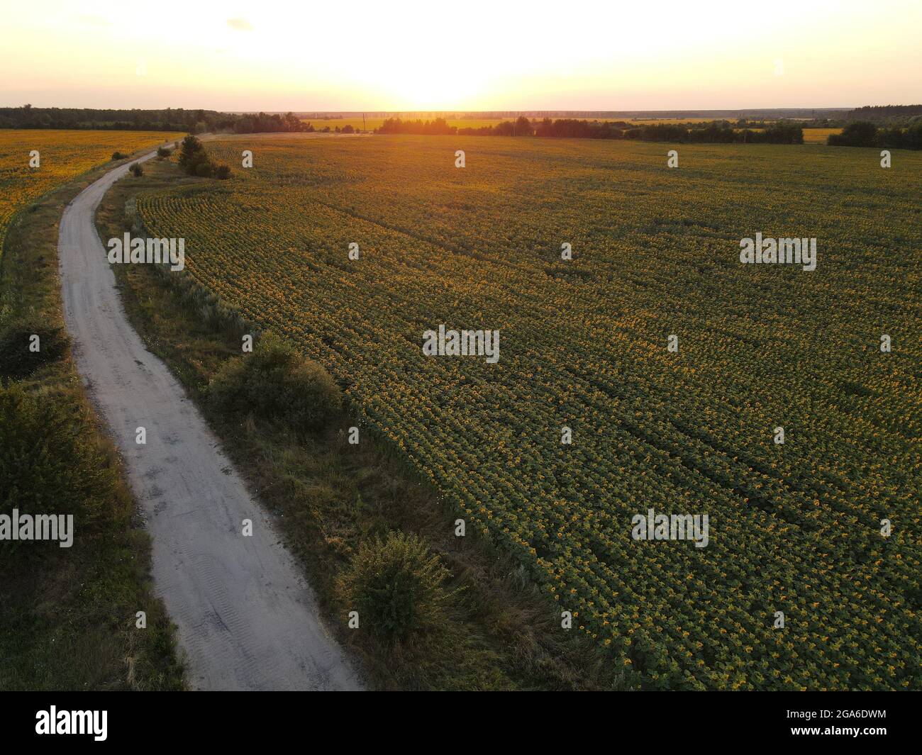 Through sunflower fields hi-res stock photography and images - Alamy