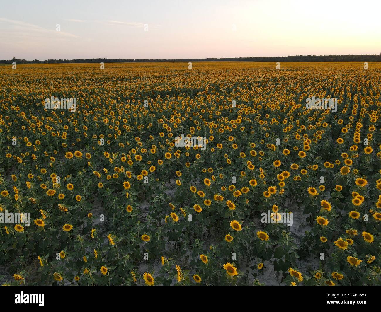 Road through sunflowers fields during sunset Stock Photo - Alamy