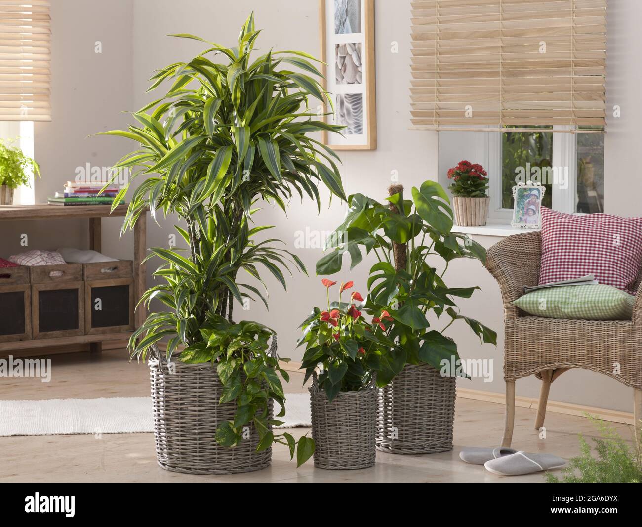 Potted bamboo plants hi-res stock photography and images - Alamy