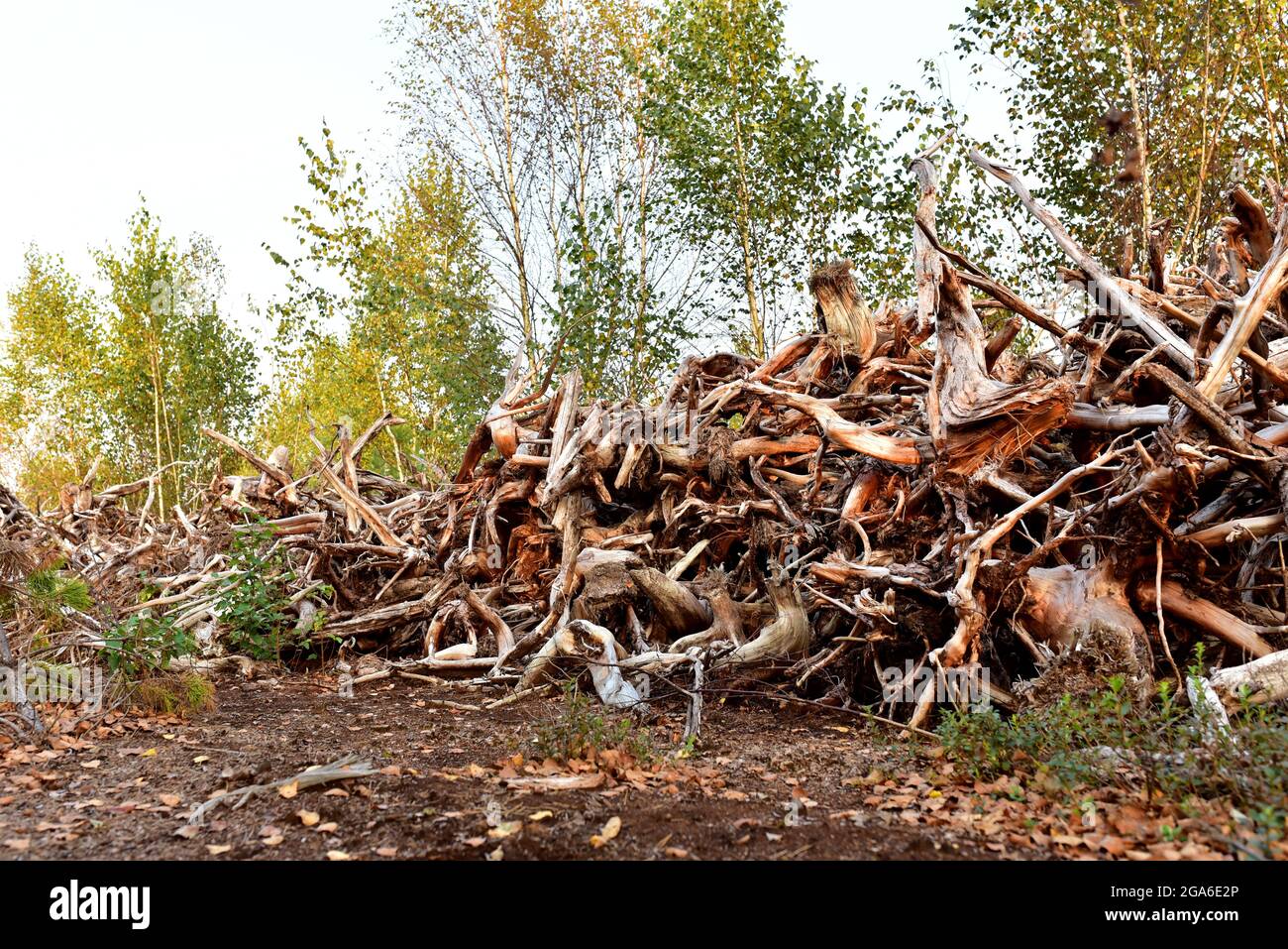 Root from tree from peat bogs. Roots from trees after draining a swamp ...