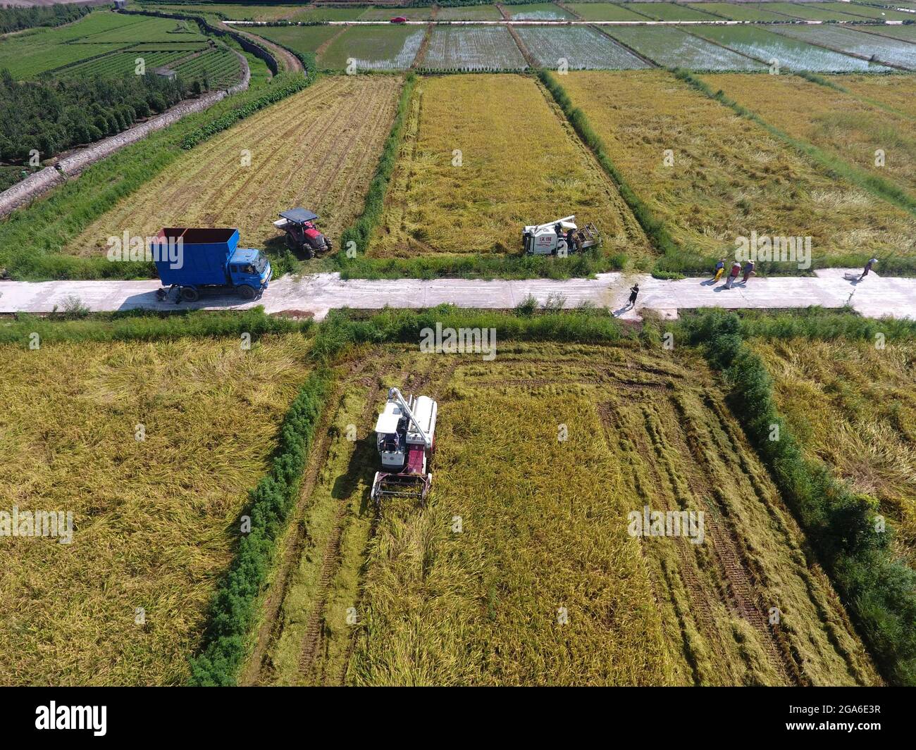 Upland rice hi-res stock photography and images - Alamy