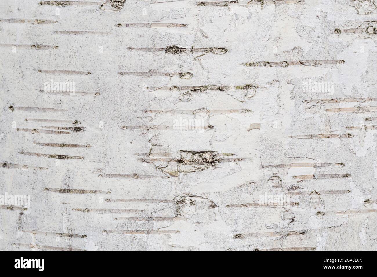 natural backdrop: close up of birch tree trunk Stock Photo - Alamy