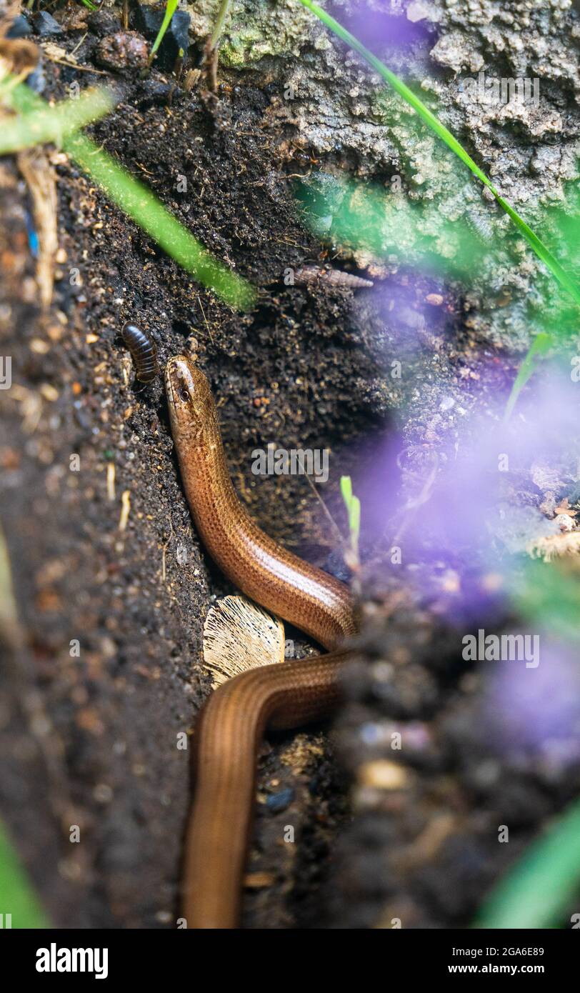 Blindworm on soil hi-res stock photography and images - Alamy