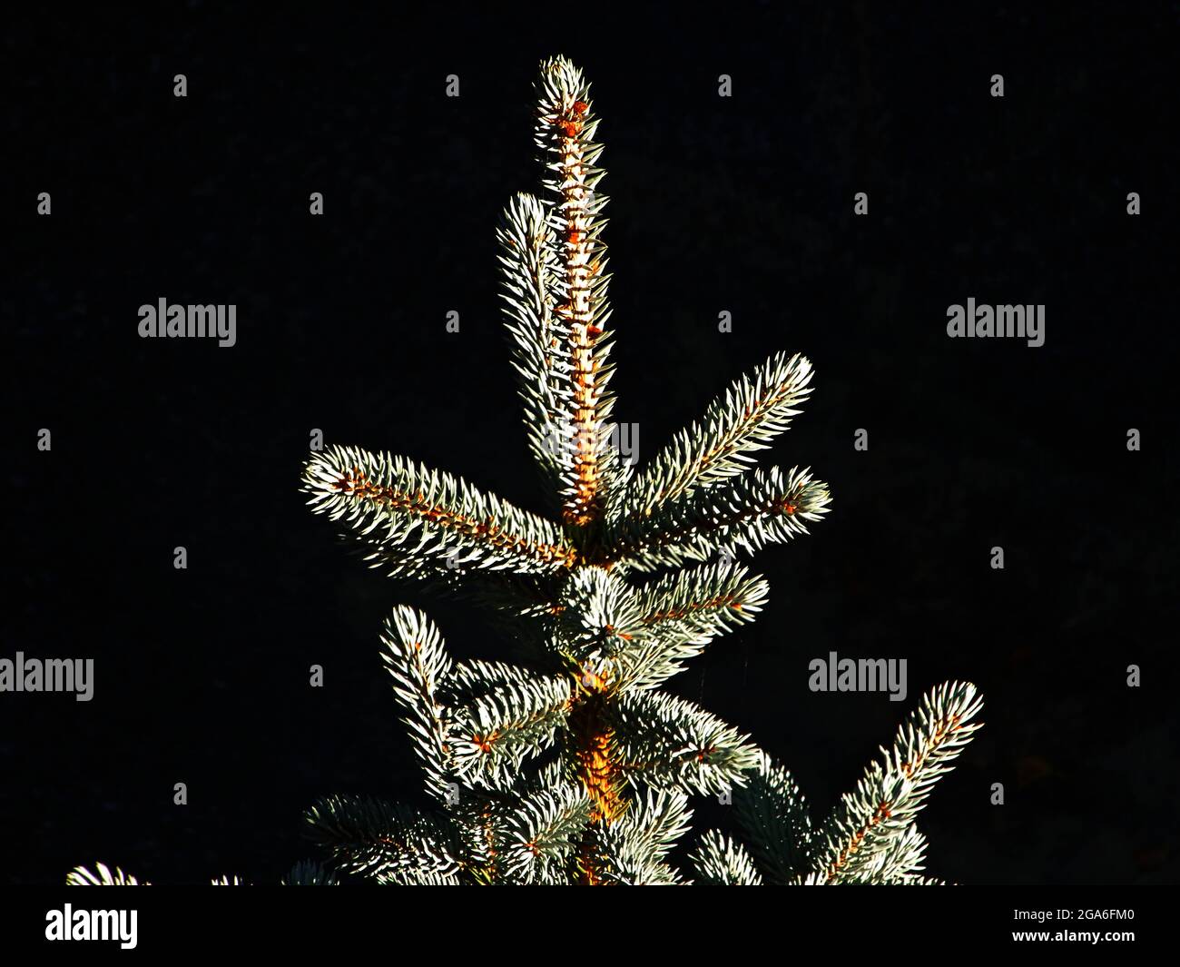 Close-up of blue spruce tree/Canada Stock Photo - Alamy