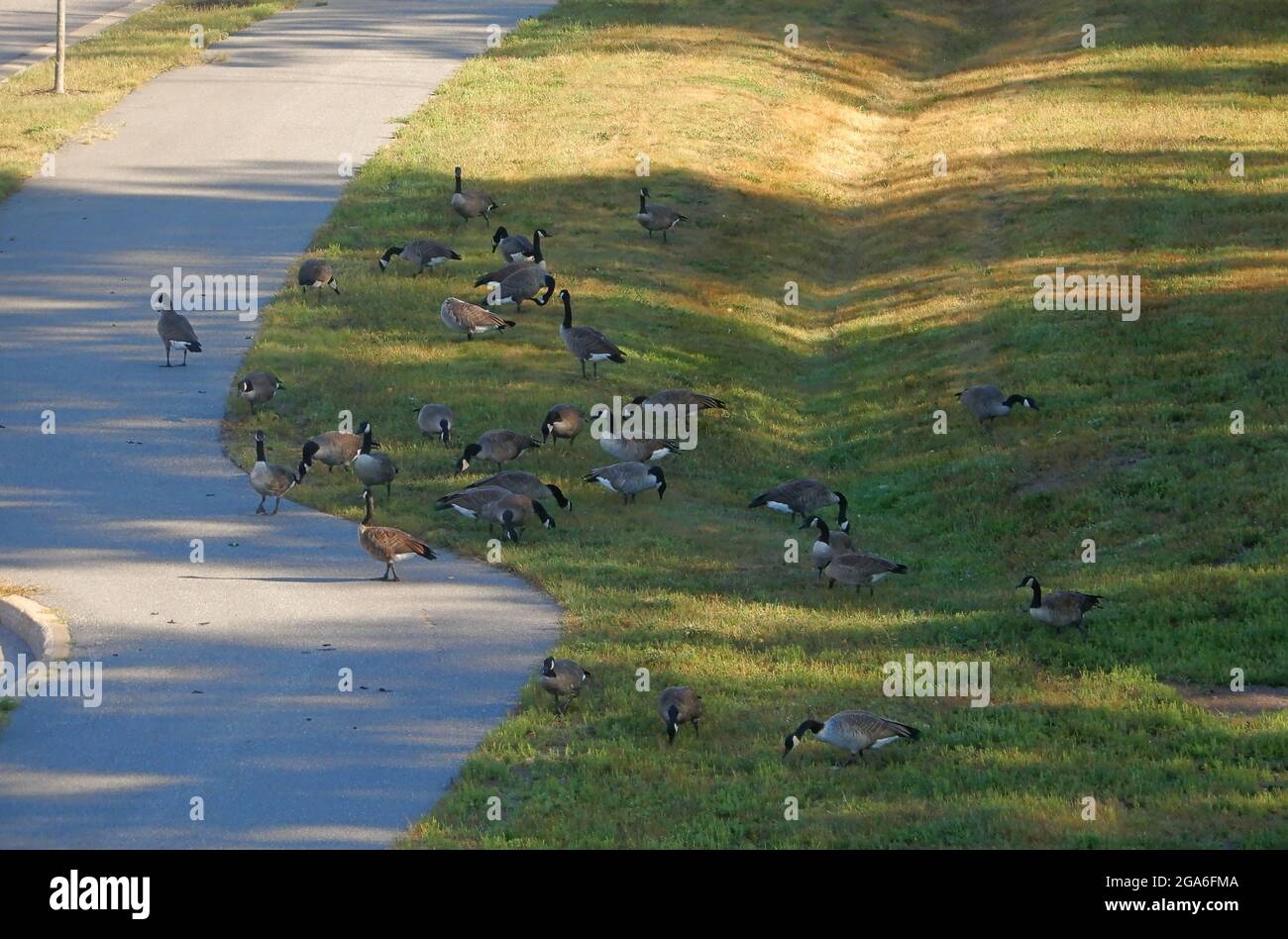 Canada Goose/geese foraging on the ground/Ontario/Canada Stock Photo ...