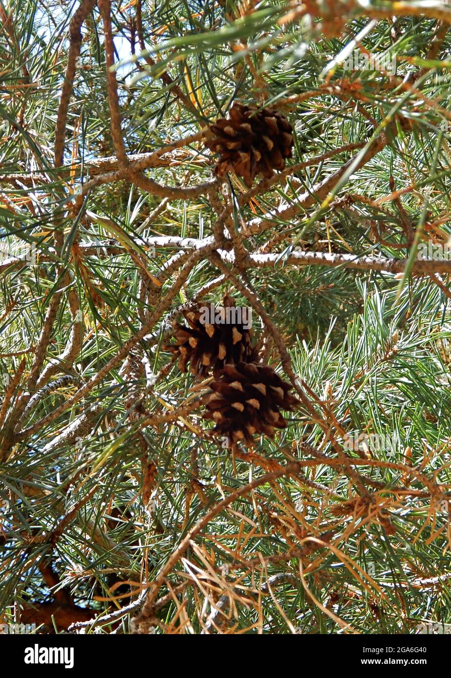 Canada pine trees hi-res stock photography and images - Alamy