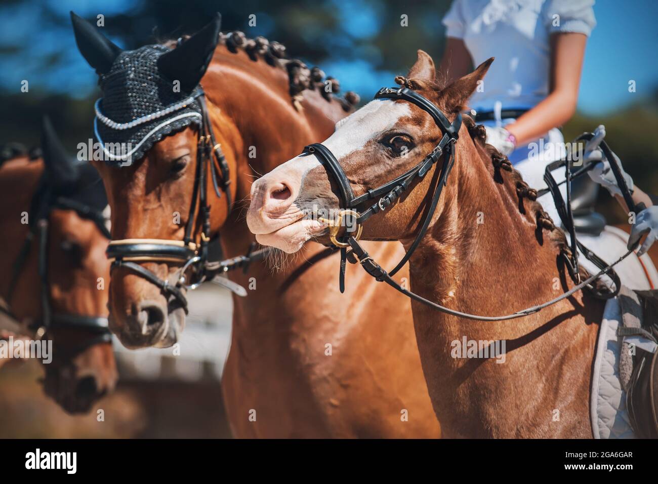 Three horses together hi-res stock photography and images - Alamy
