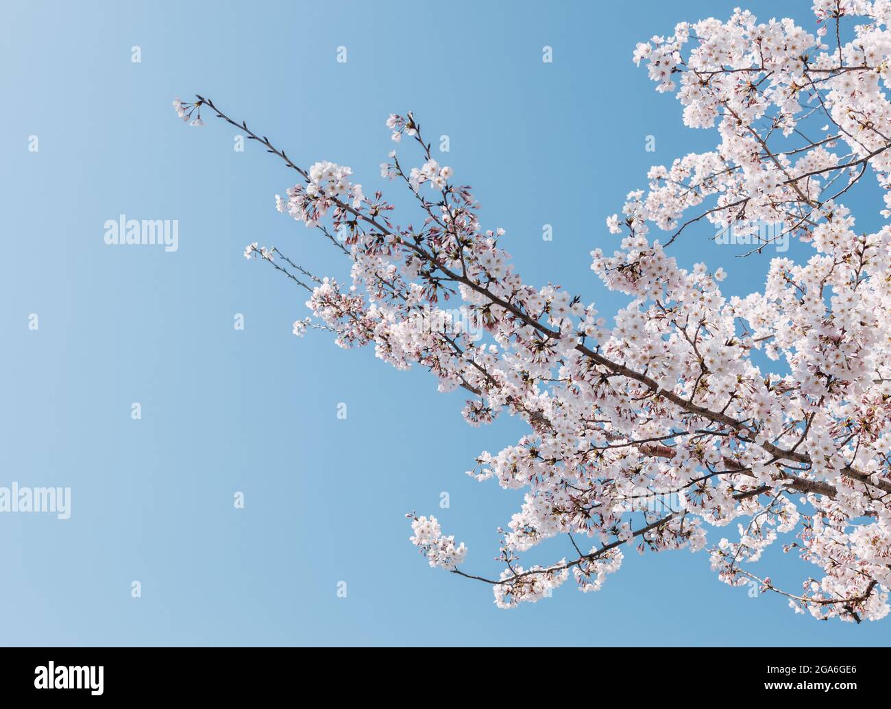Beautiful cherry blossom in springtime Stock Photo - Alamy