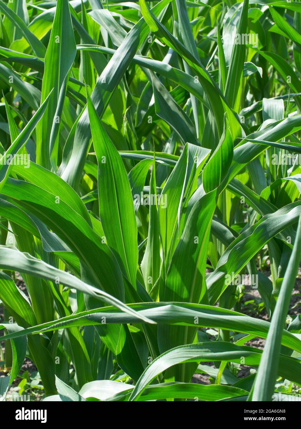 Corn garden hi-res stock photography and images - Alamy