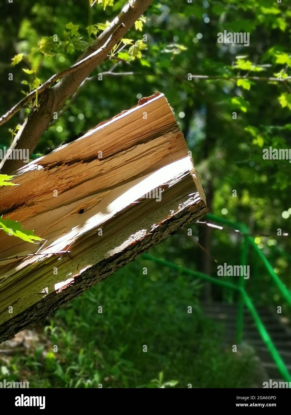 Vertical shot of a broken thick branch of a tree in the park Stock ...