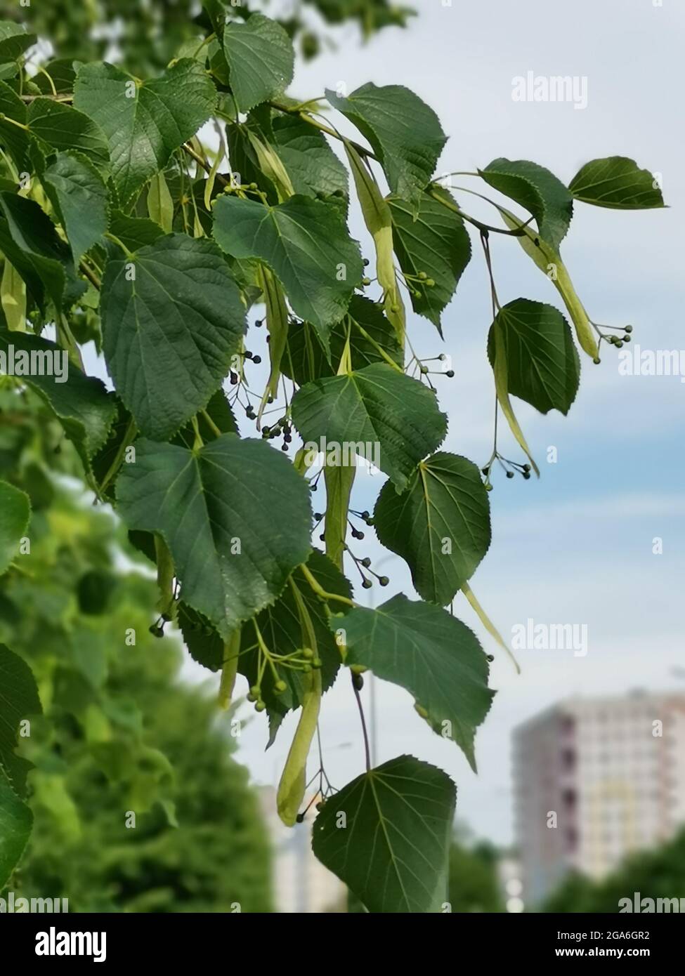 American basswood hi-res stock photography and images - Alamy