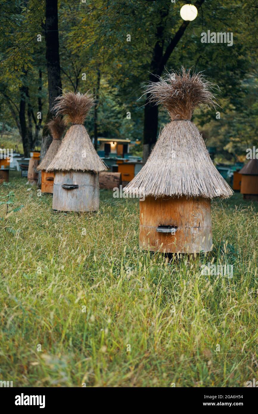 nature beehive trees green grass ecology travel Stock Photo - Alamy