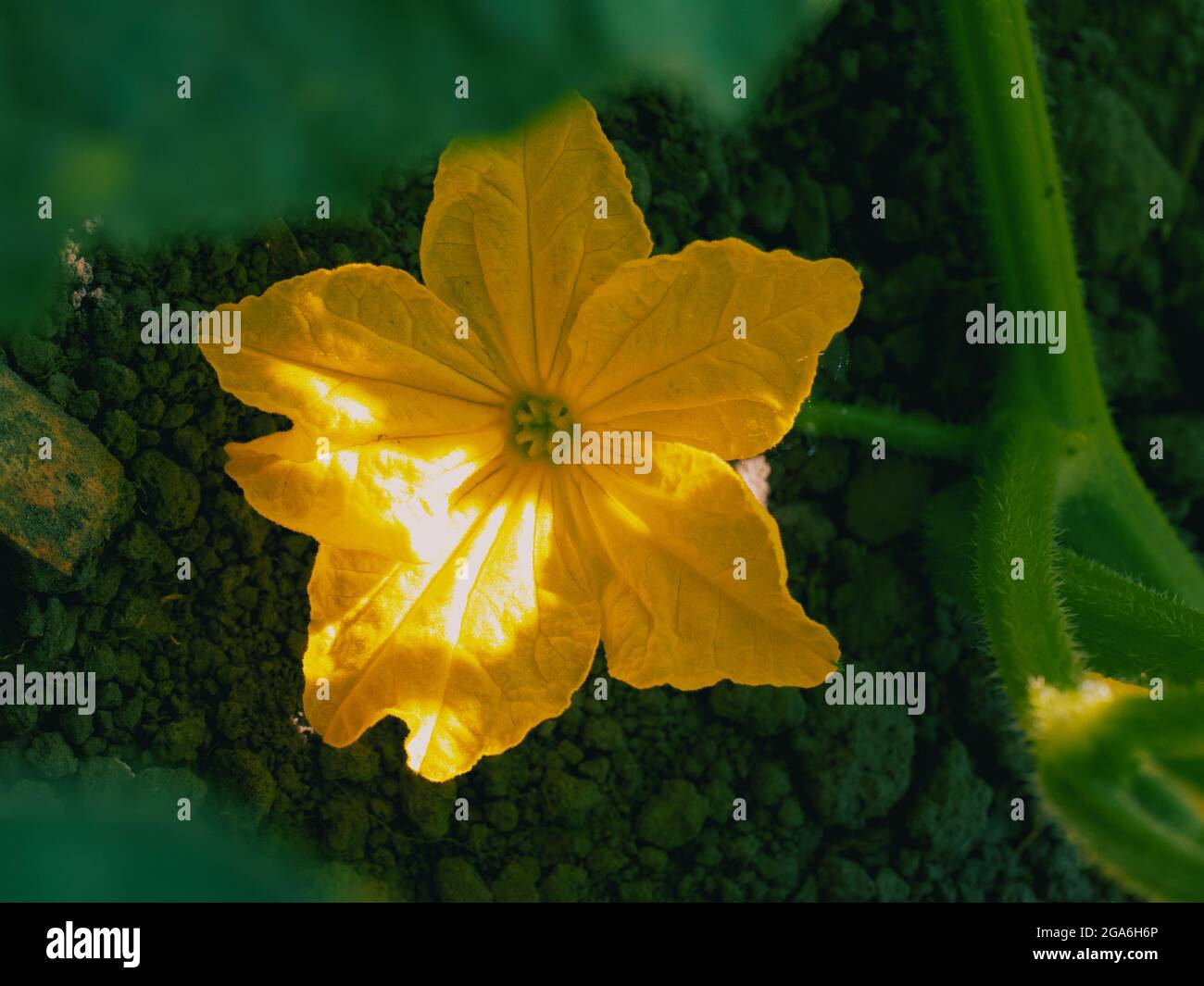 Yellow cucumber flower, close-up. Blooming cucumber stem Stock Photo ...