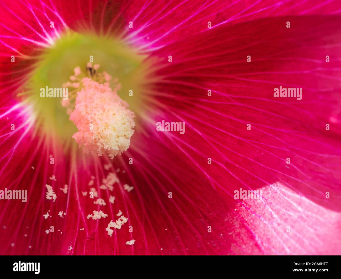 Pollen on petal hi-res stock photography and images - Alamy