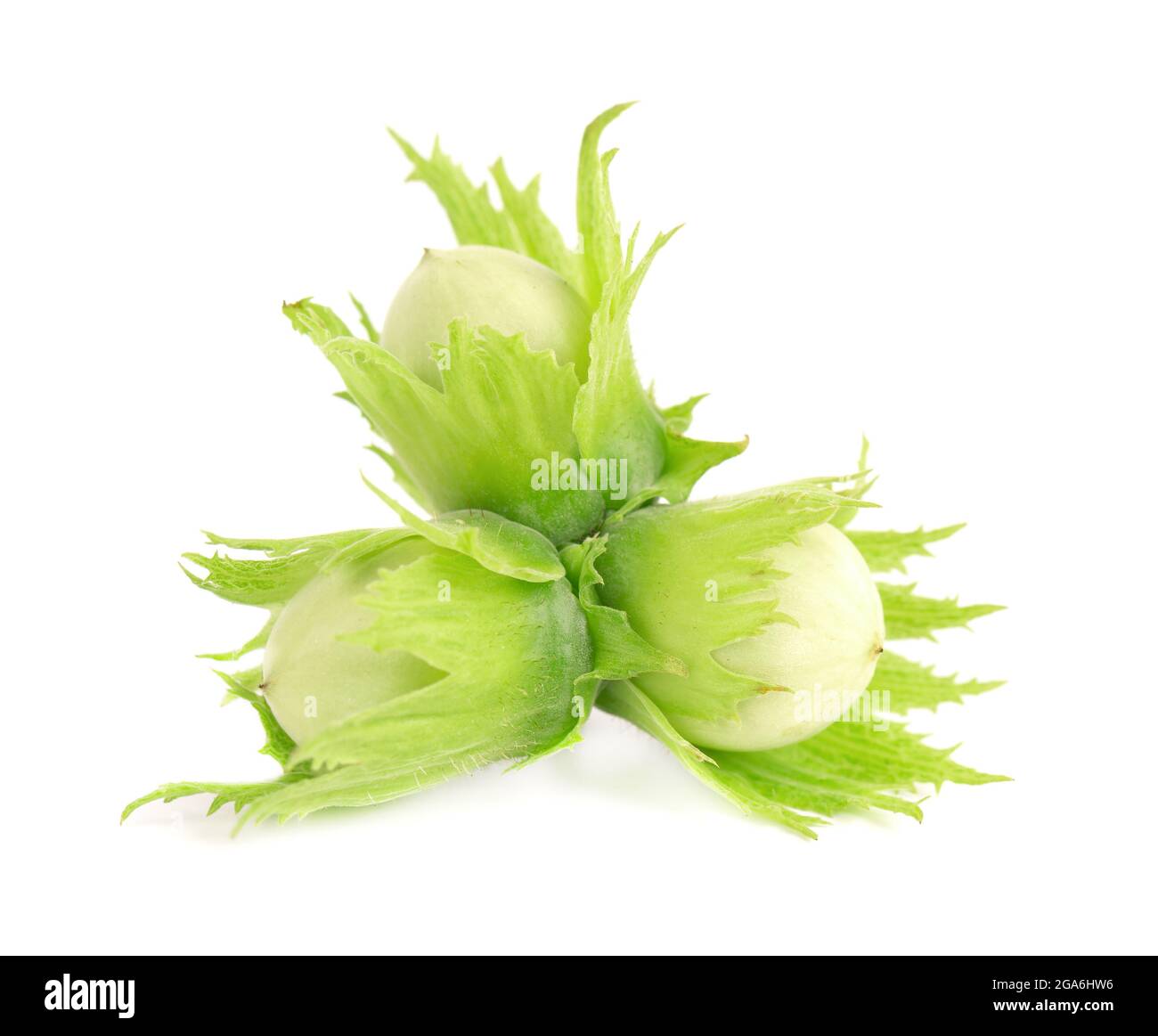 Green hazelnut nuts isolated on white background. Fresh green hazel ...