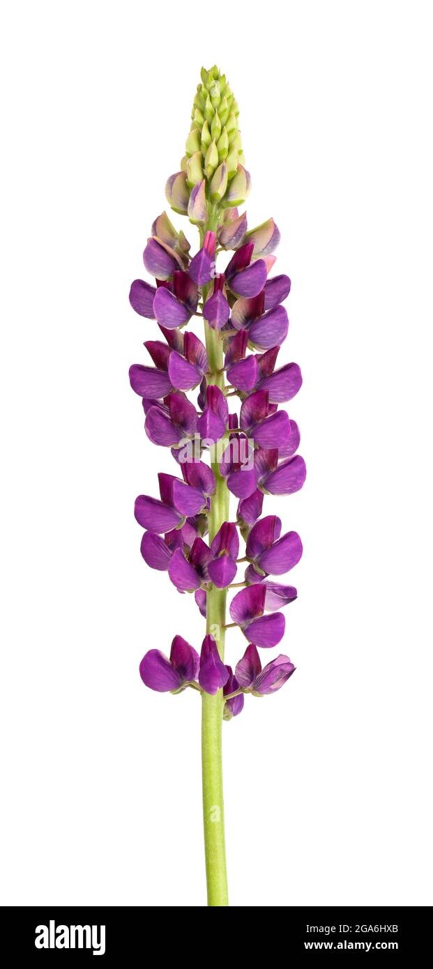 Purple lupine flower isolated on white background. Lupinus or Wolf bean ...