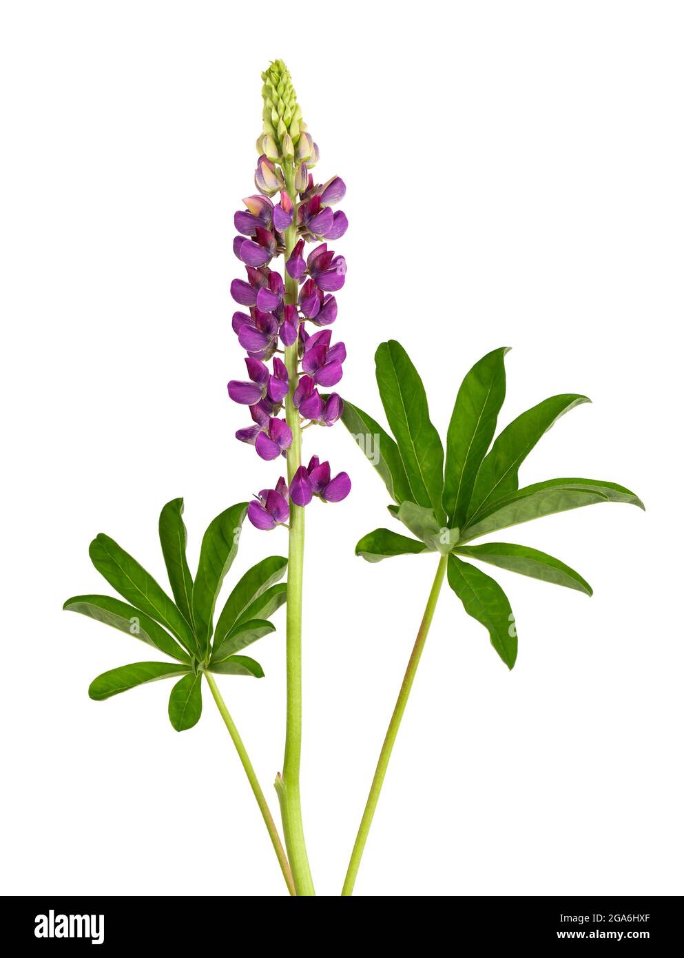 Purple lupine flower isolated on white background. Lupinus or Wolf bean ...