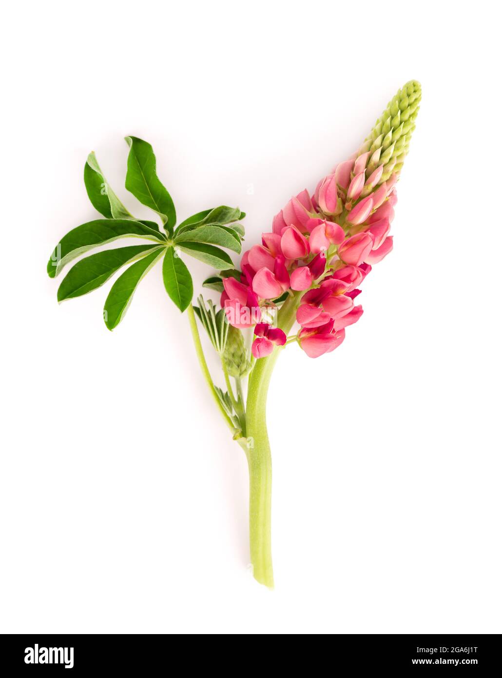 Pink lupine flower isolated on white background. Lupinus or Wolf bean ...