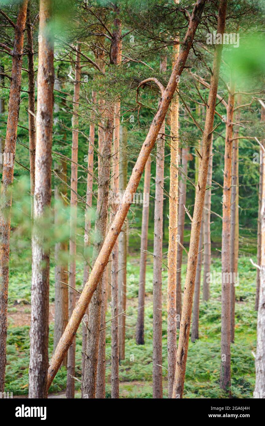 Pine tree trunks in a forest, mostly vertical but with one leaning to ...