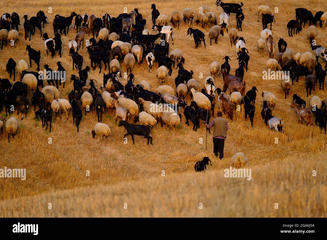 A shepherd walking his flock in the fields Stock Photo - Alamy