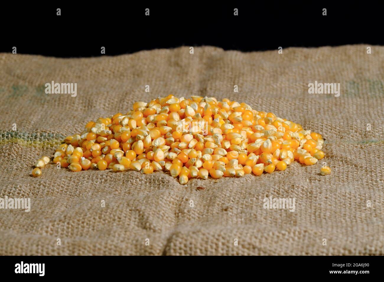 Heap of corn on wicker floor with side light front of black background ...
