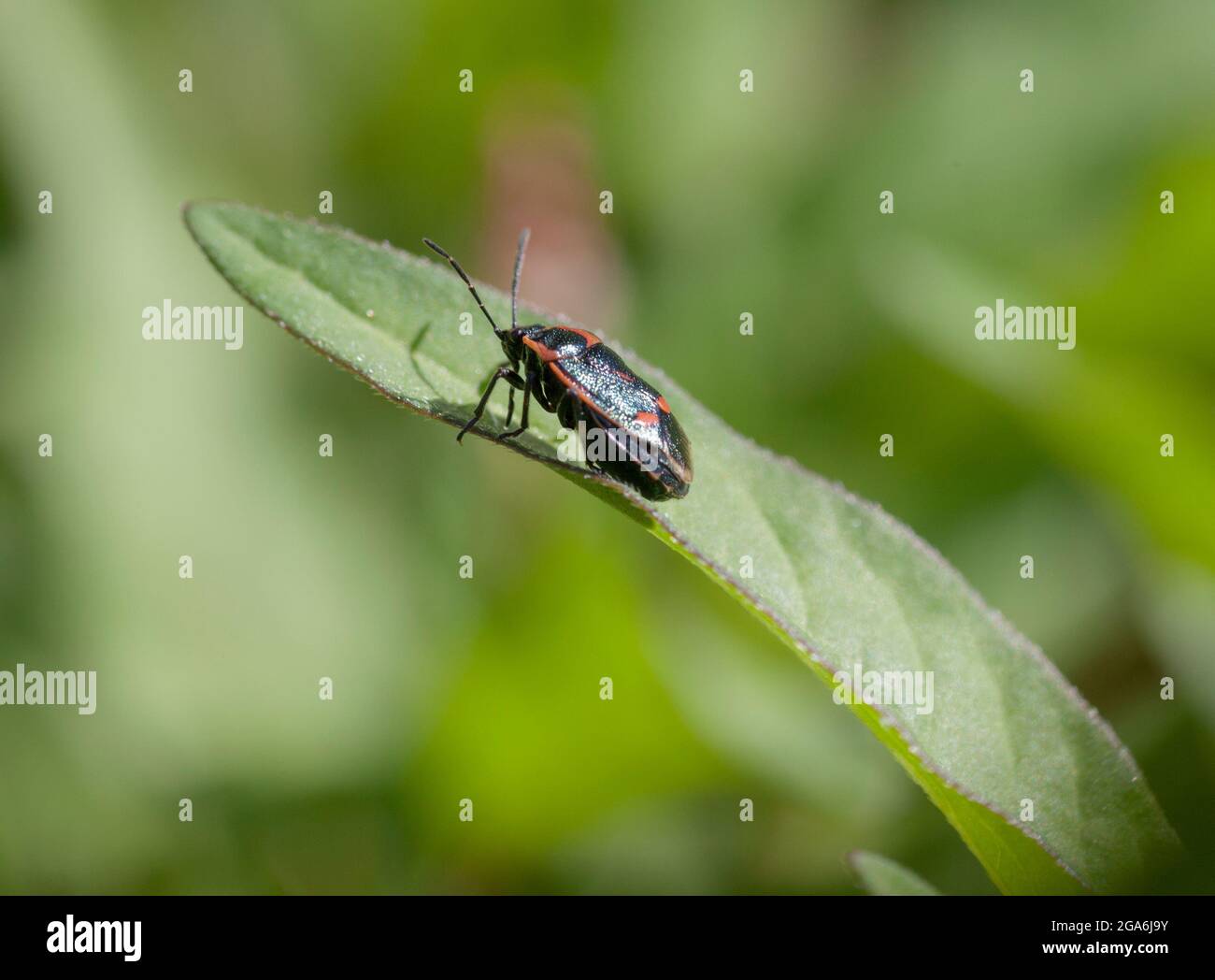 EURYDEMA OLERACEA Shield Bug in family Pentatomidae mating pair Stock ...