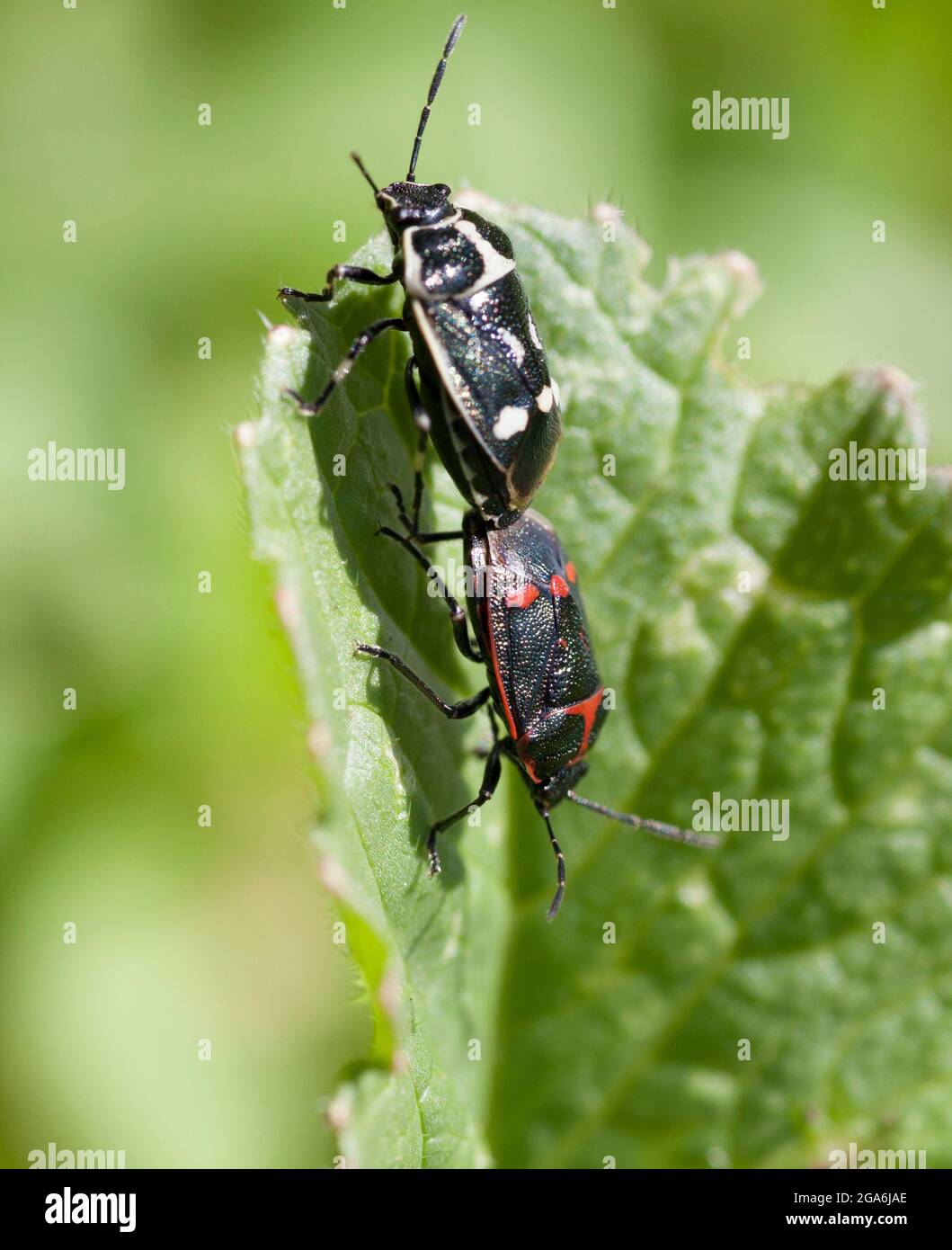 EURYDEMA OLERACEA Shield Bug in family Pentatomidae mating pair Stock ...