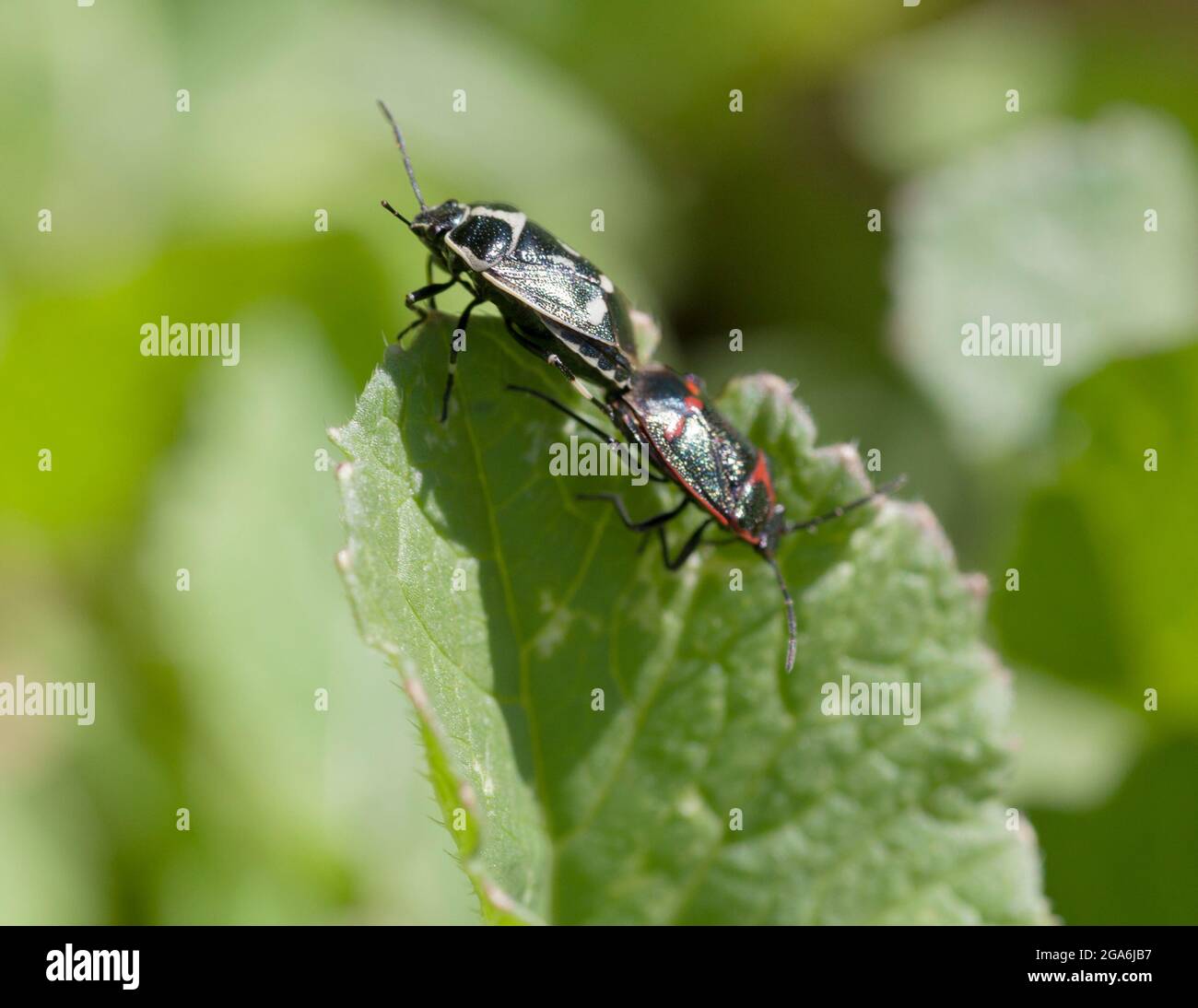 EURYDEMA OLERACEA Shield Bug in family Pentatomidae mating pair Stock ...