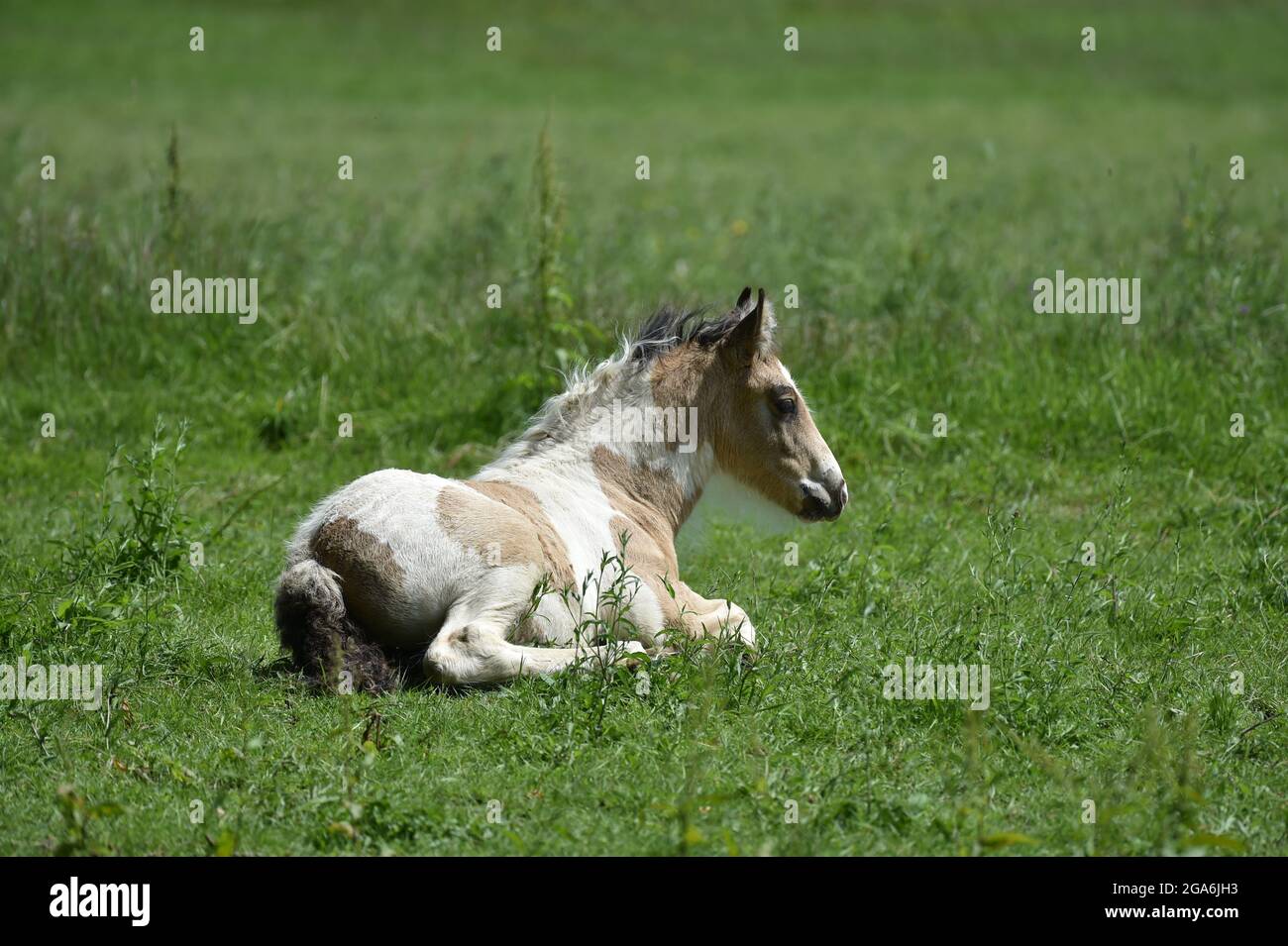 Horses and Foal in a field Stock Photo - Alamy
