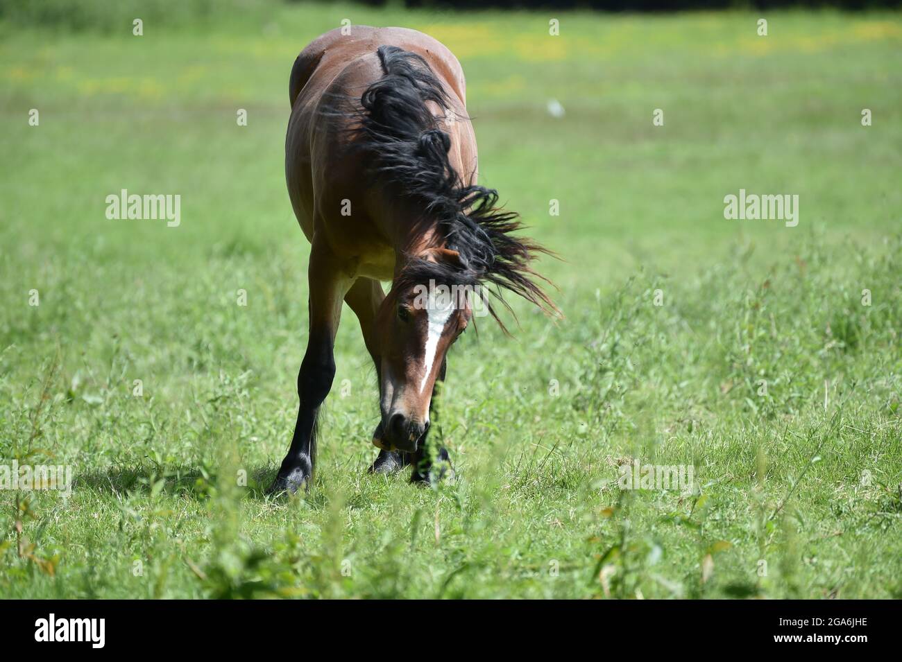 Horses and Foal in a field Stock Photo - Alamy
