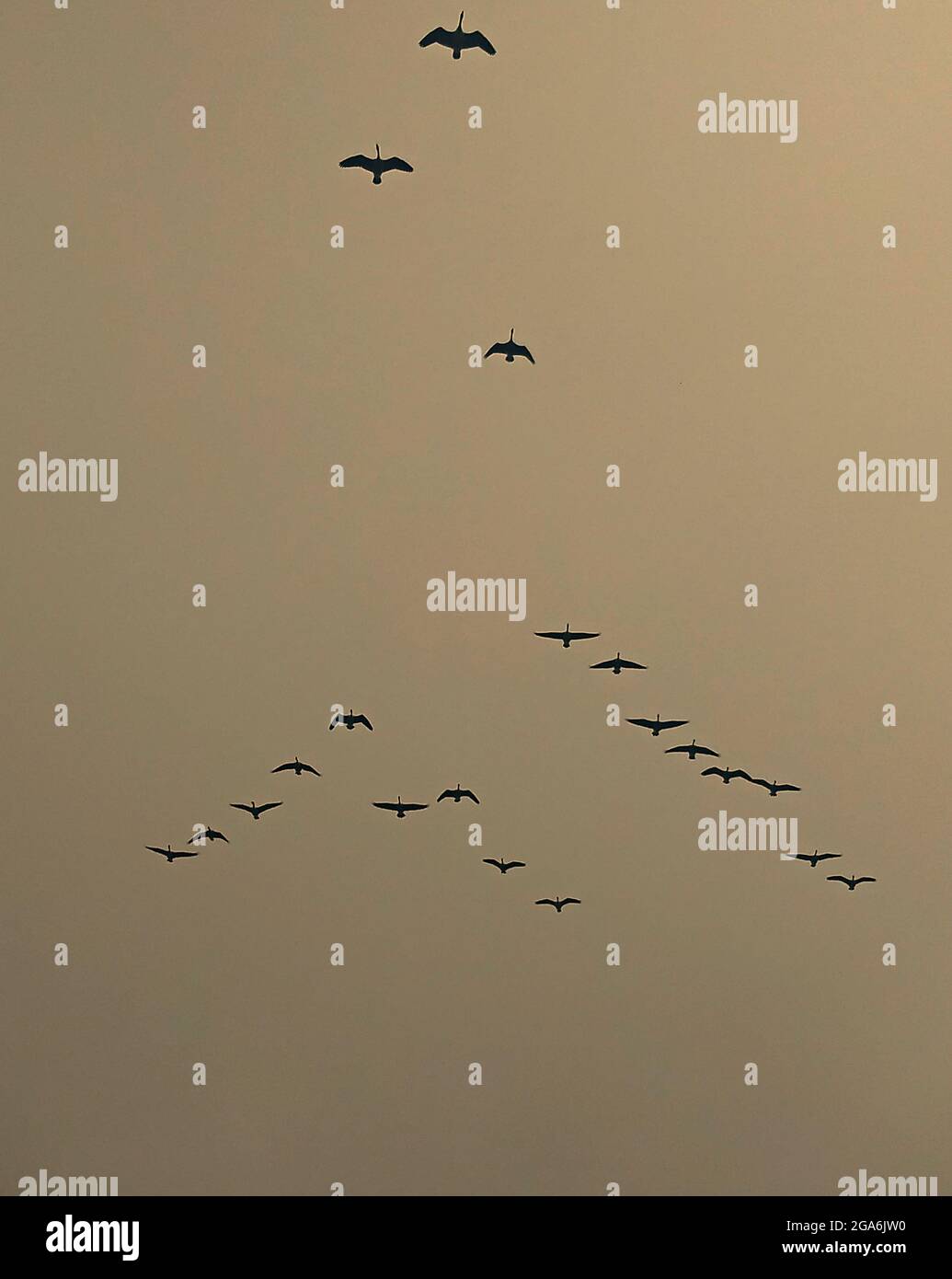 Canada goose/geese in flight forming a pattern in the evening/Canada ...
