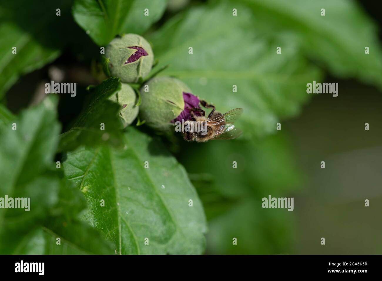 Bees collecting pollen from large flowers. Working insects on a macro ...