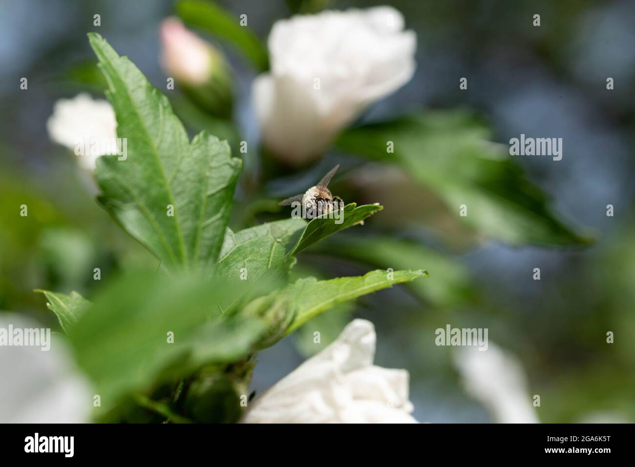 Bees collecting pollen from large flowers. Working insects on a macro ...