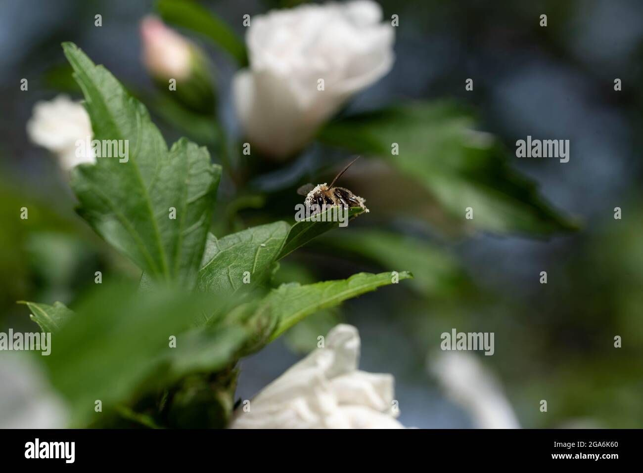 Good for bees and pollinating insects hi-res stock photography and ...